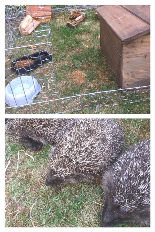 Hedgehog Friendly Town | Shakespeare Birthplace Trust Hedgehogs | The ...